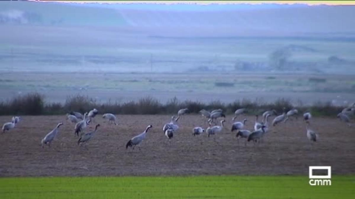 Conocemos la fauna y la flora de la Laguna de El Hito | El ...