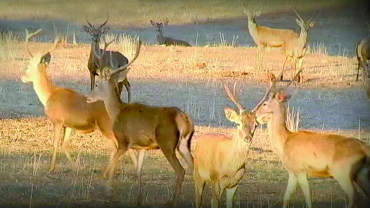 Cría del ciervo ibérico | Campeando - CMM Play