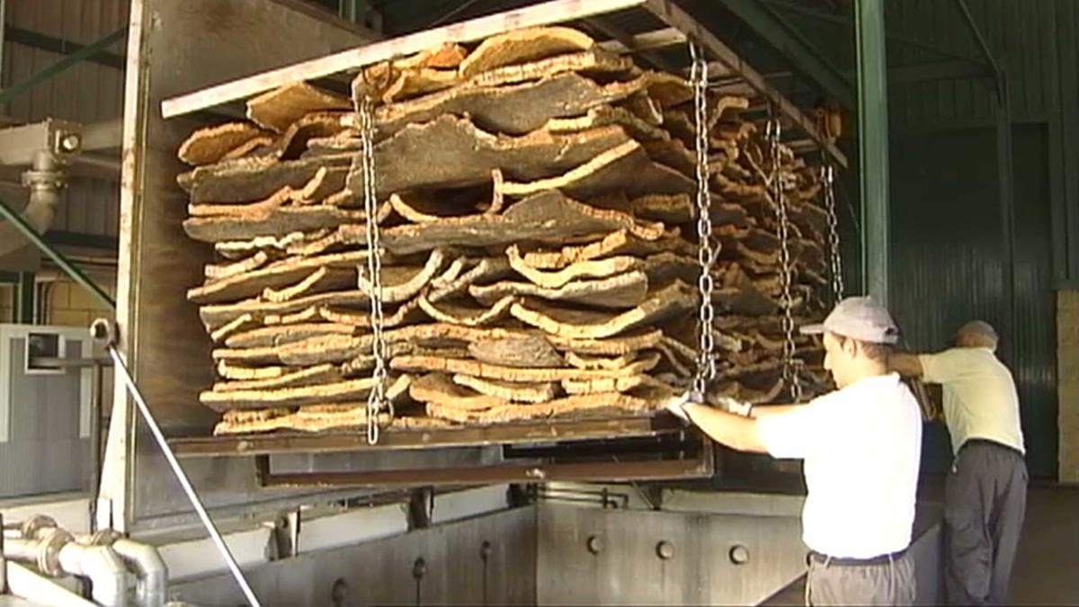 Proceso de elaboración del corcho | Campo - CMM Play