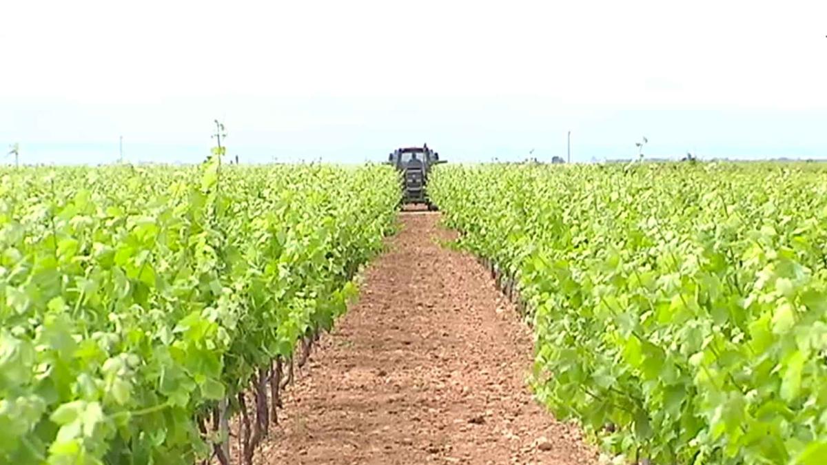 El experto habla | Yesca | La gran bodega del mundo - CMM Play