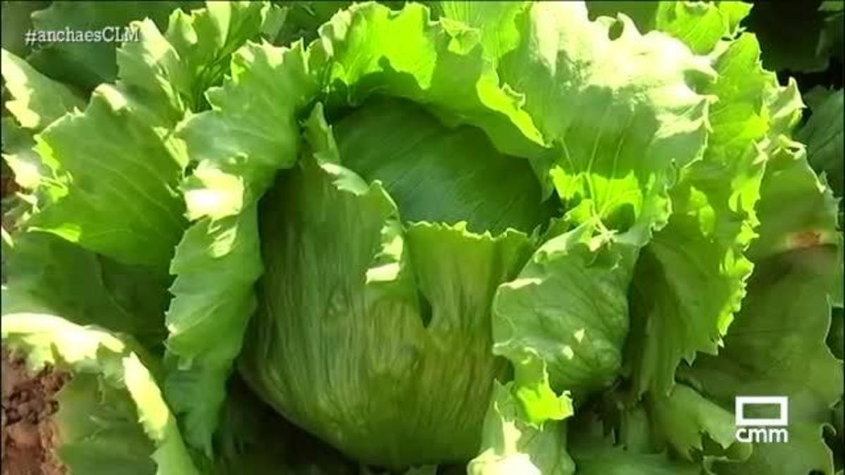 Así se cultiva y se recolecta la lechuga iceberg