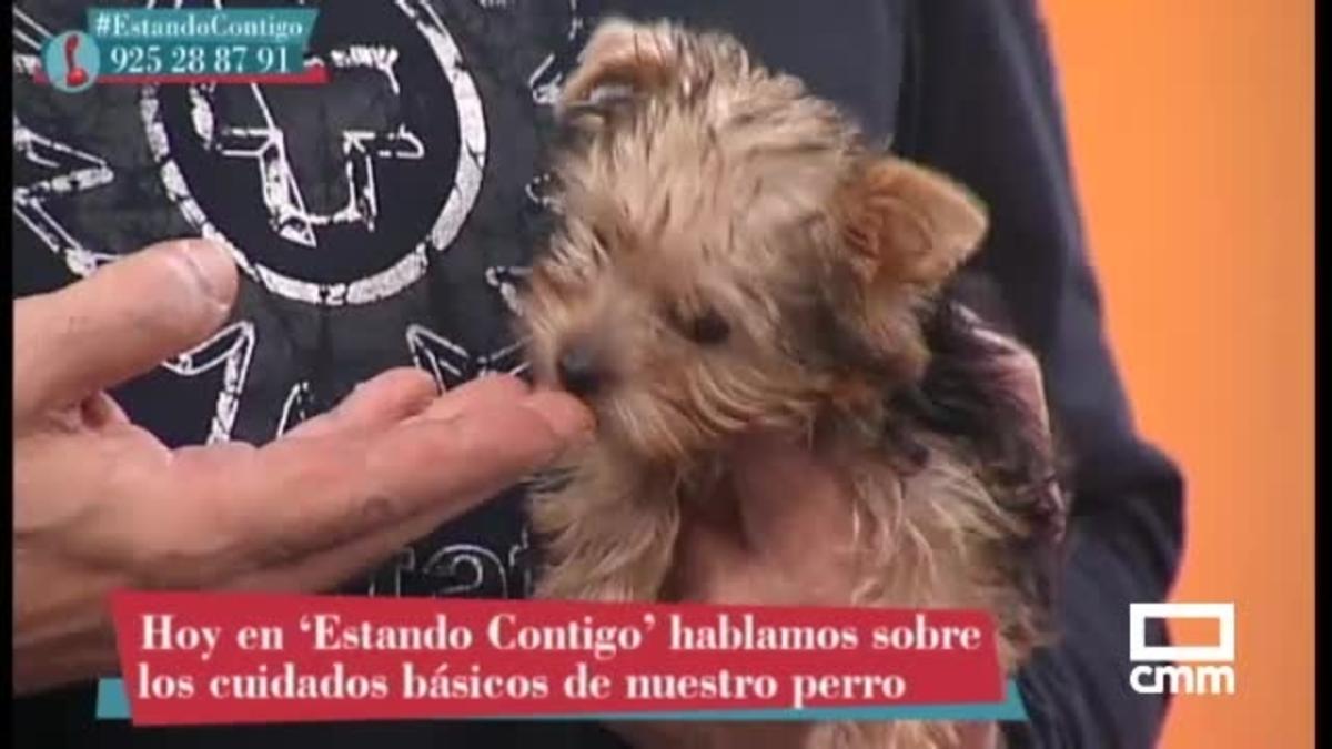 Los cuidados básicos para nuestro perro
