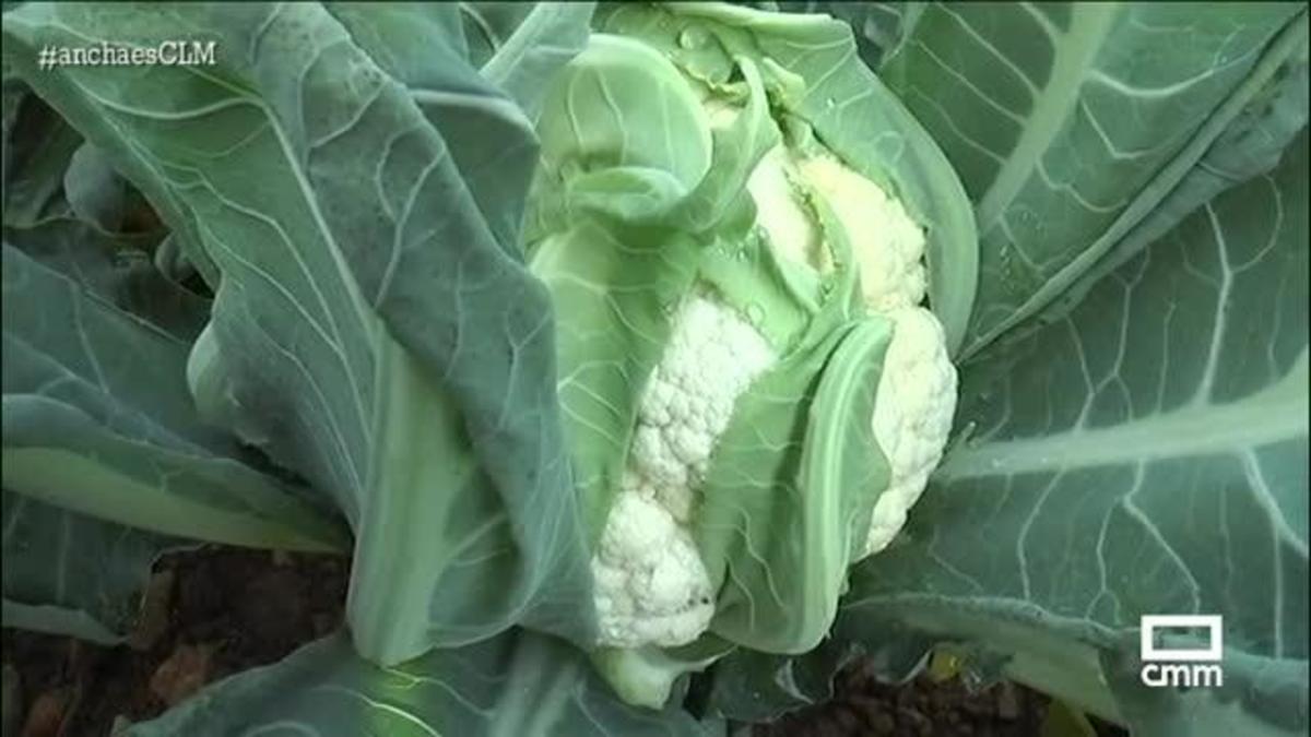 Recogemos coliflores en los campos de Hellín