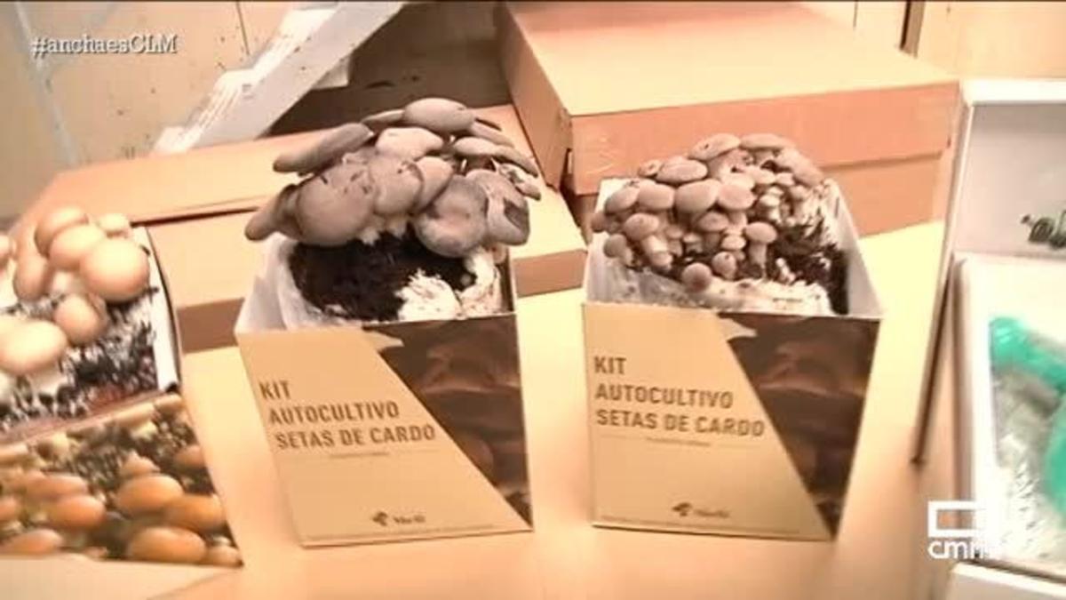 Cómo cultivar setas en casa