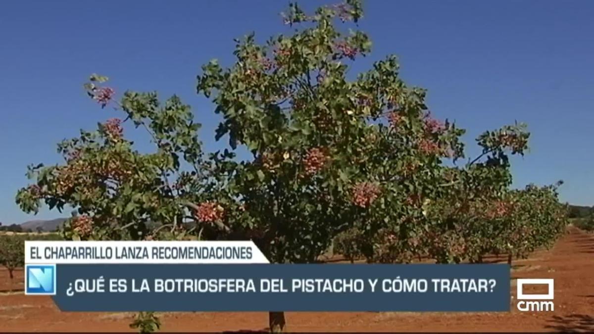 ¿Cómo gestionar la cubierta viva o inerte en leñosos? - 02/12/22 | El ...