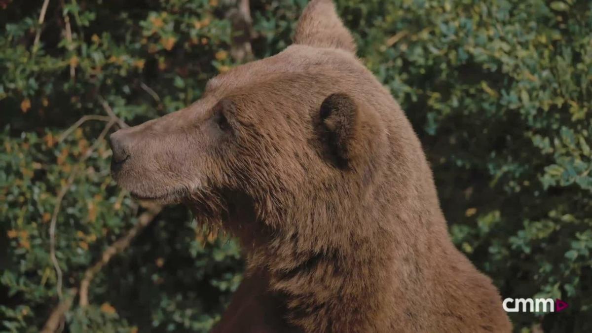 Equipo Planeta: El Oso pardo - Programa 4 | Equipo Planeta | Programas ...