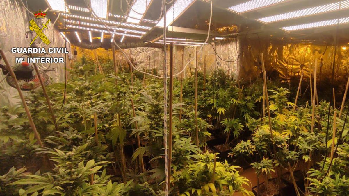 Desmanteladas dos plantaciones de marihuana en Torrejón del Rey y en Uceda