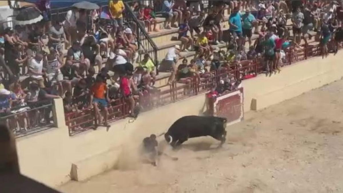 Herido un hombre al ser corneado por un toro en un encierro en Liétor ...