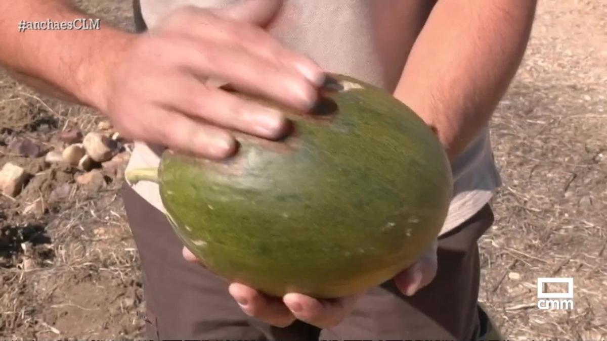 El melón mochuelo: dulce y exclusivo | TV | Ancha es Castilla-La Mancha ...