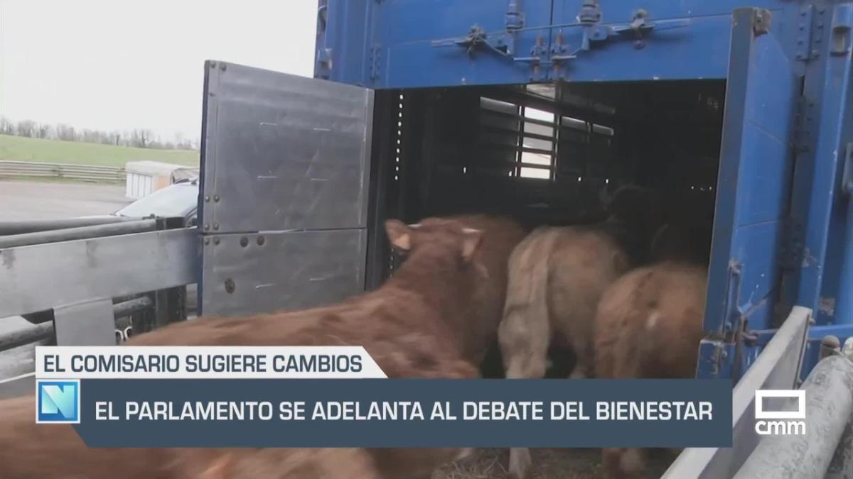 El Parlamento se adelanta al debate del bienestar animal - 13/12/24 ...