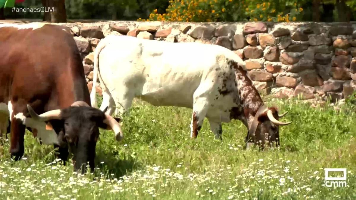 El Ventorrillo: así se cuida al toro bravo | Toledo | TV | Ancha es ...