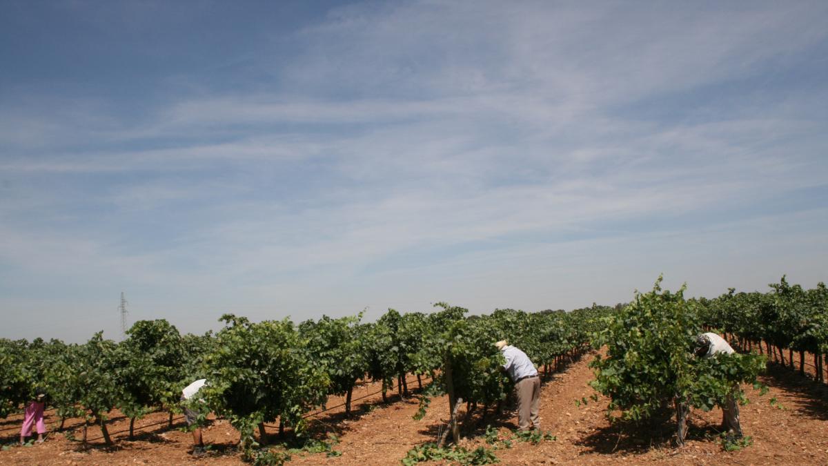Castilla-La Mancha celebrará el próximo 30 de noviembre el Día del Airén