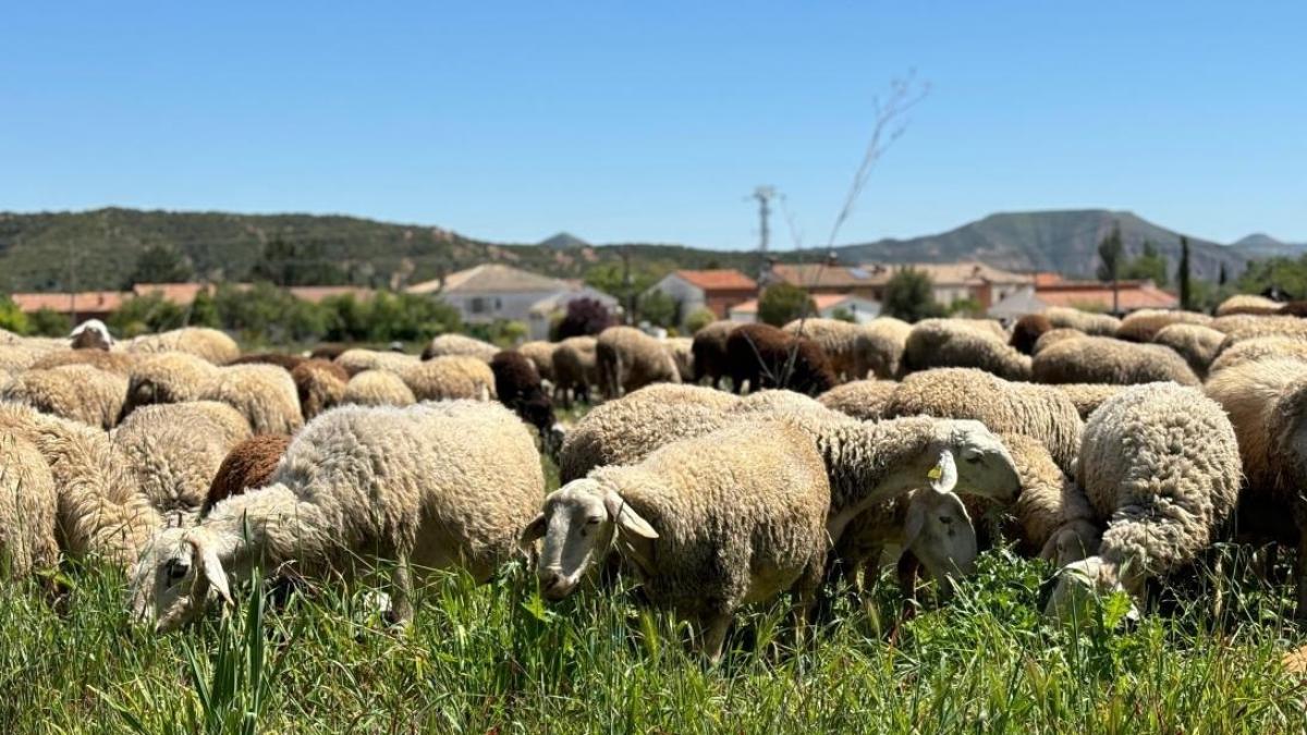 Castilla-La Mancha compra 700.000 dosis de vacuna frente a la lengua azul