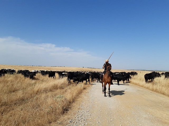 La nueva ley de vías pecuarias en Castilla-La Mancha creará un fondo ...