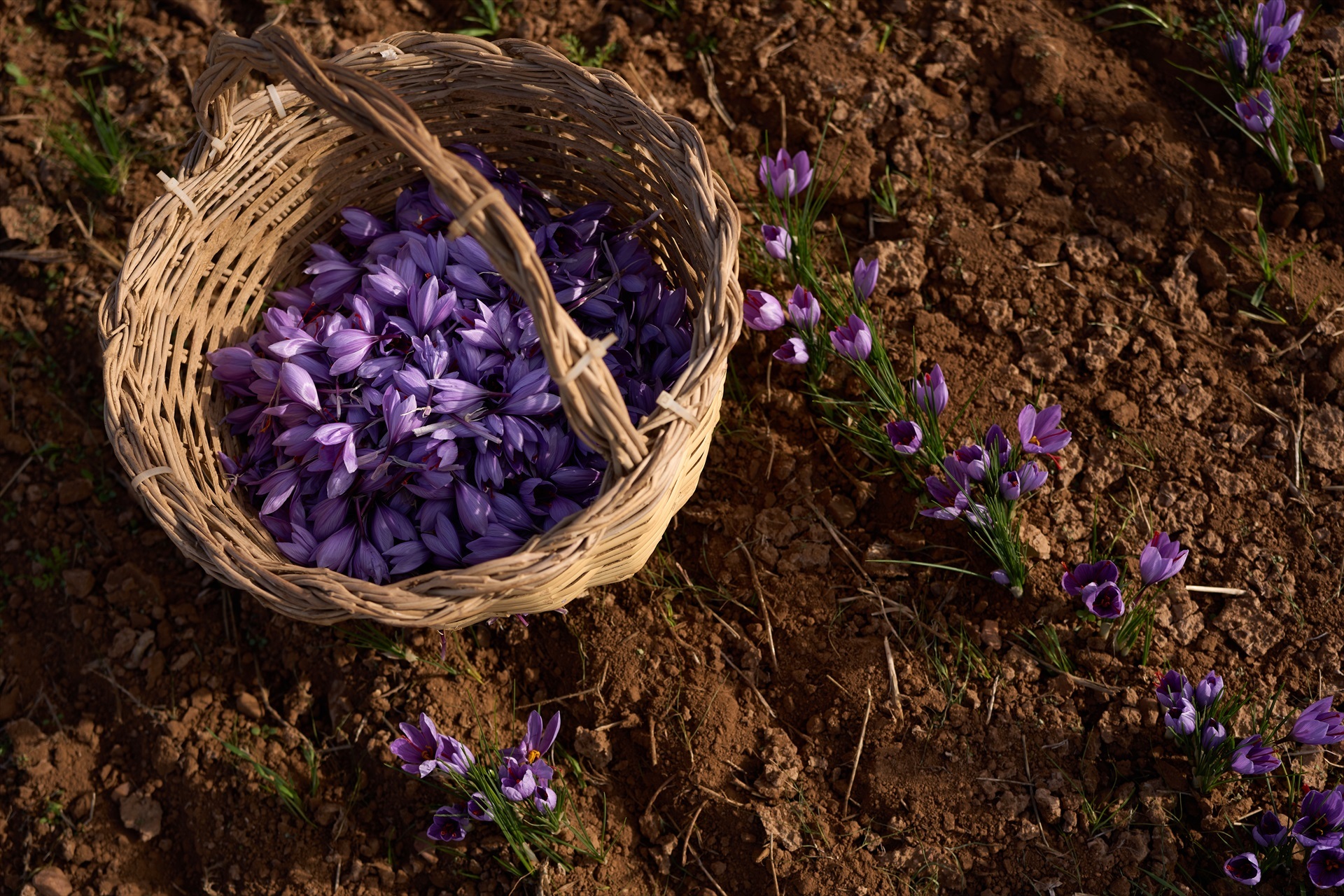 Así será la campaña de la DOP Azafrán de La Mancha: afrontan su ...