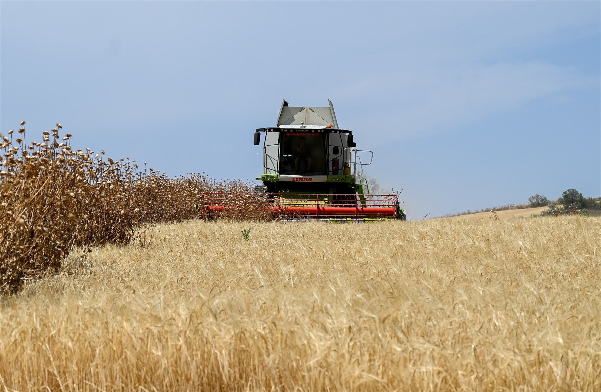 En el sector de la paja, se ven buenas expectativas en la cosecha de cereal, aunque preocupa su ...