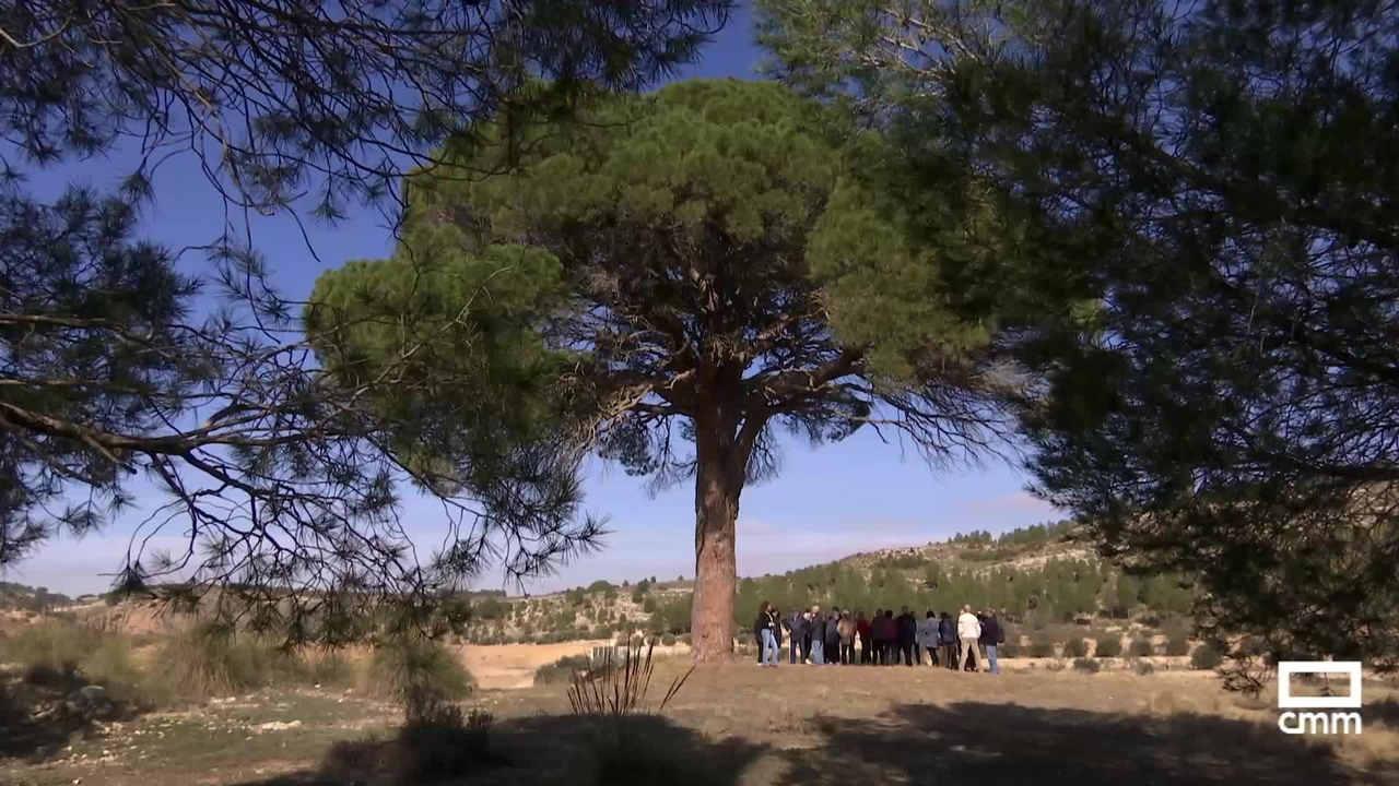 El Pino 'Juan Molinera' de Abengibre busca ser el mejor árbol europeo